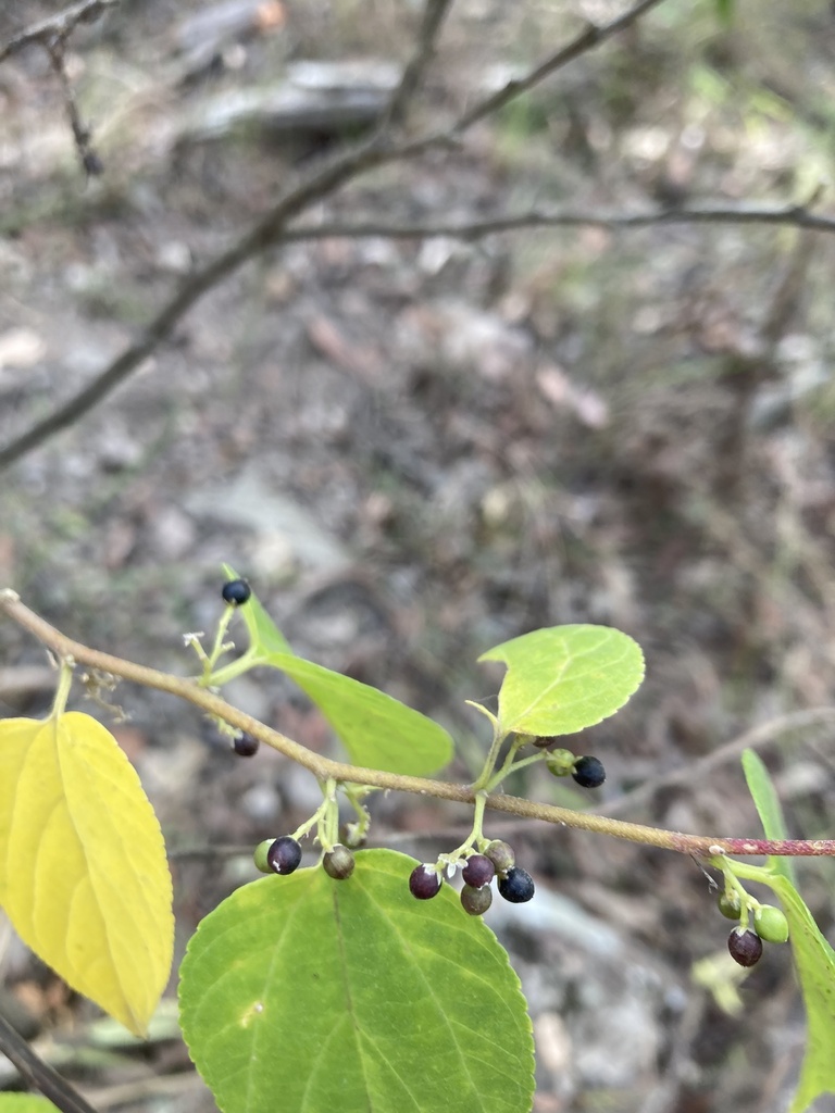 Nettle Tree from Ninderry, QLD, AU on July 1, 2023 at 02:19 PM by ...