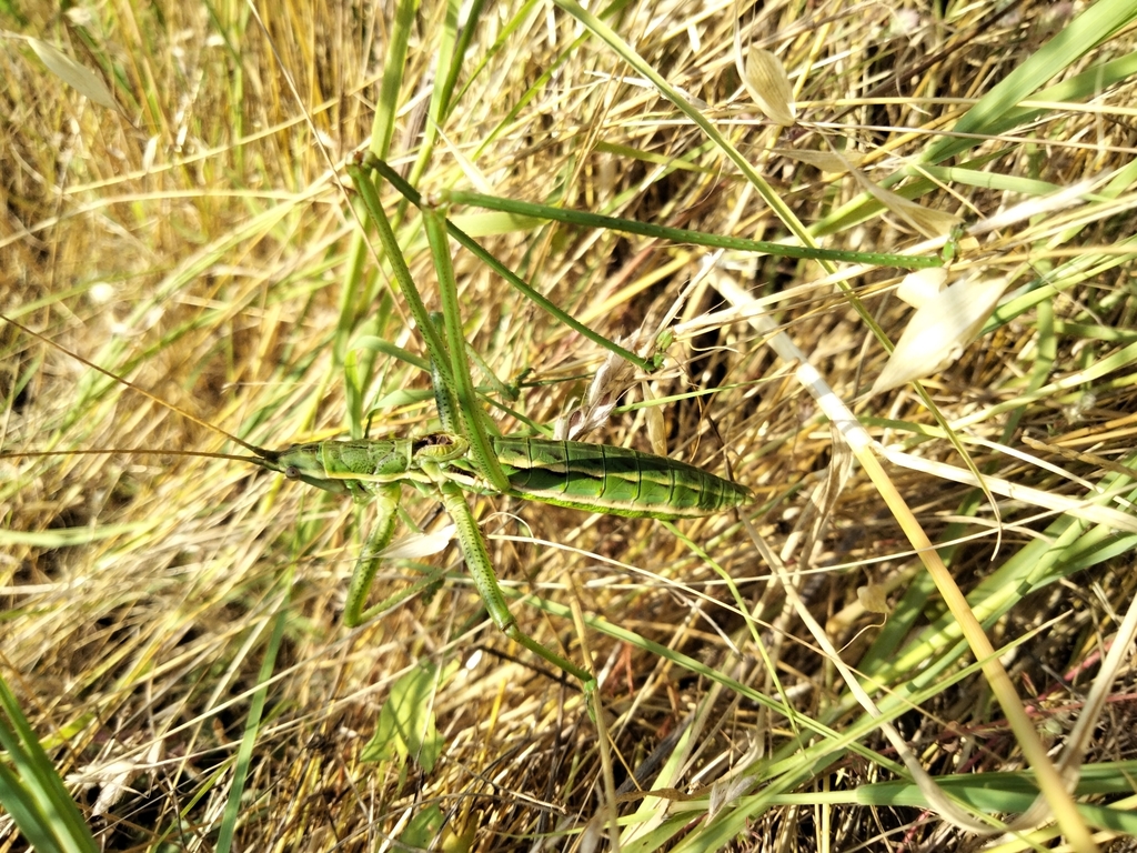 Lesser Predatory Bush-cricket in July 2023 by Francesco Gatti · iNaturalist