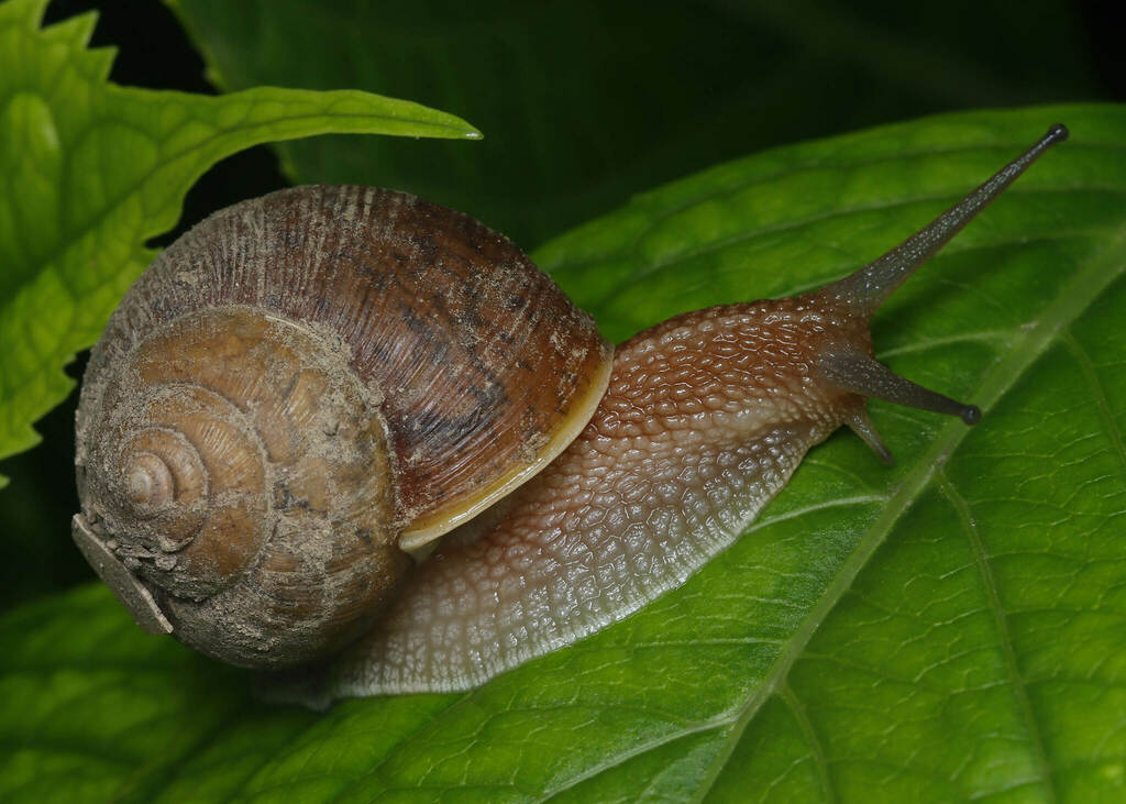 Acusta ravida from 中国湖北省神农架林区 on June 5, 2023 at 09:38 PM by Shiwan Lu ...