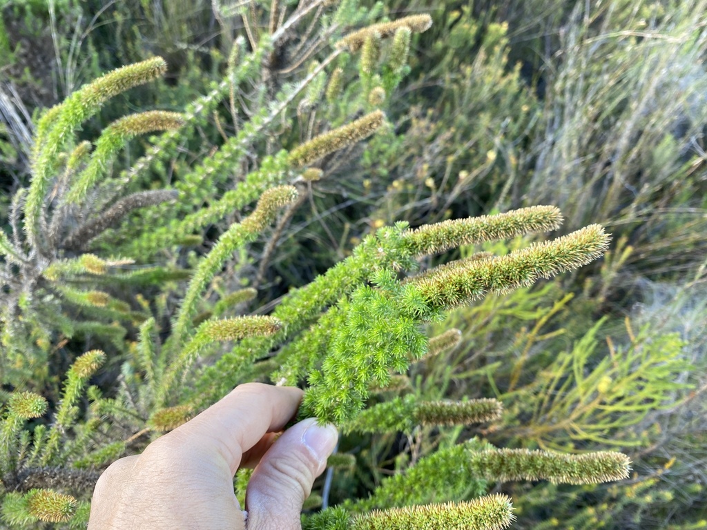 Foxy Slangbos from Garden Route District Municipality, South Africa on ...