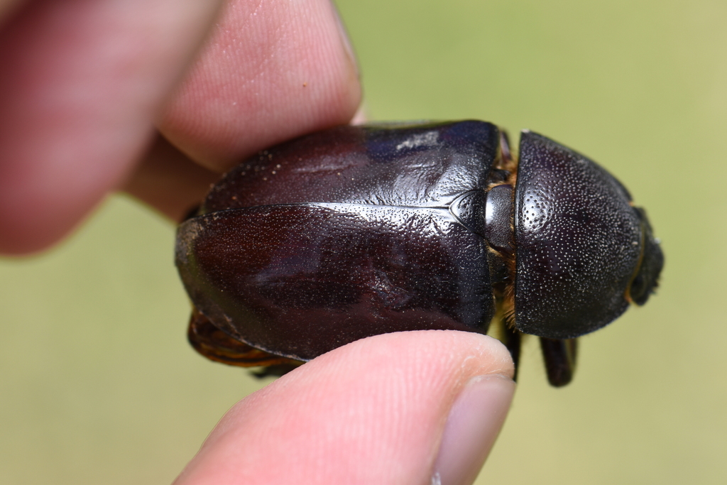 Xylotrupes philippinensis peregrinus from 台灣台東縣 on June 21, 2023 at 11: ...