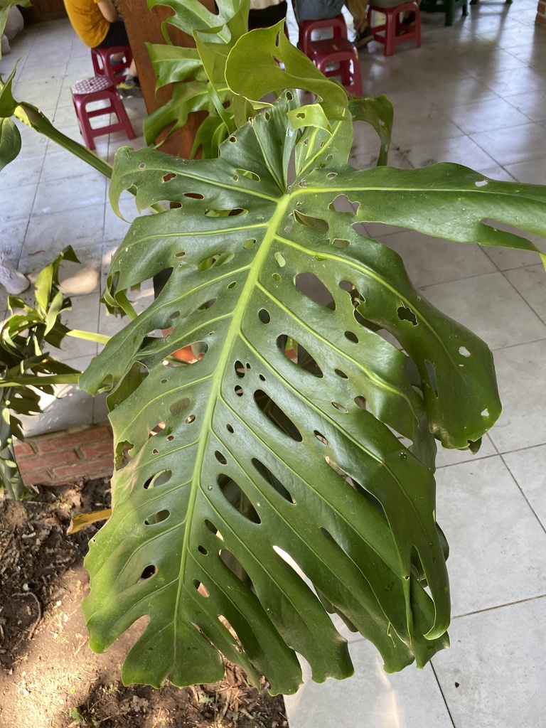 Monstera From Національний Ботанічний сад ім М М Гришка НАН України