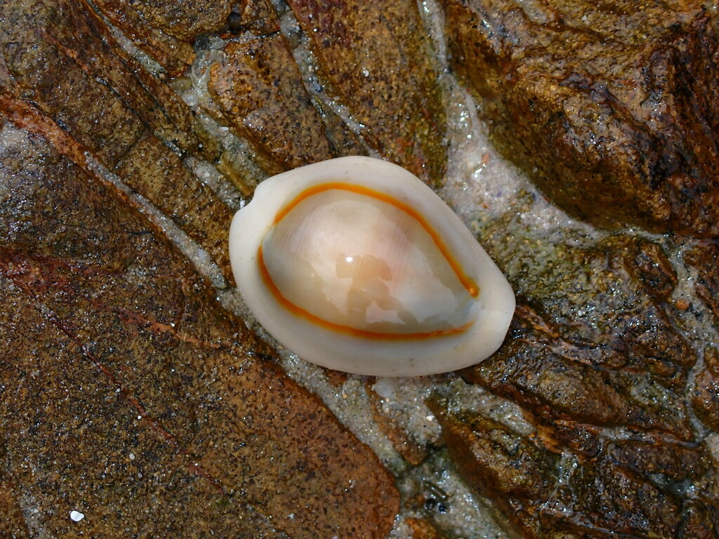 Gold Ring Cowry from Barcoongere NSW 2460, Australia on July 4, 2023 at ...