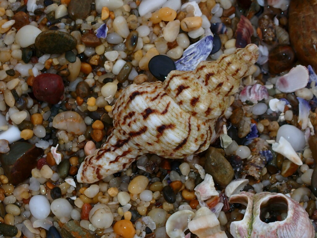 Nicobar spindle from Barcoongere NSW 2460, Australia on July 4, 2023 at ...