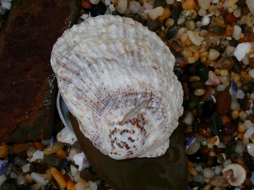 Spondylus nicobaricus from Barcoongere NSW 2460, Australia on July 4 ...