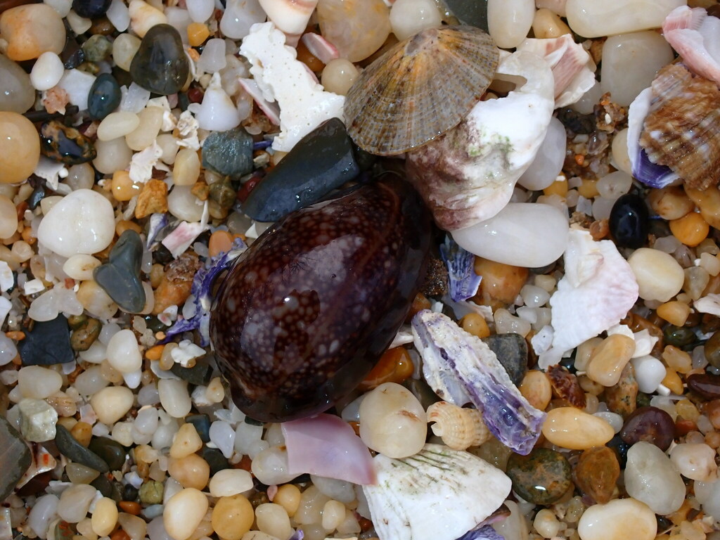 Snakehead Cowrie from Barcoongere NSW 2460, Australia on July 4, 2023 ...
