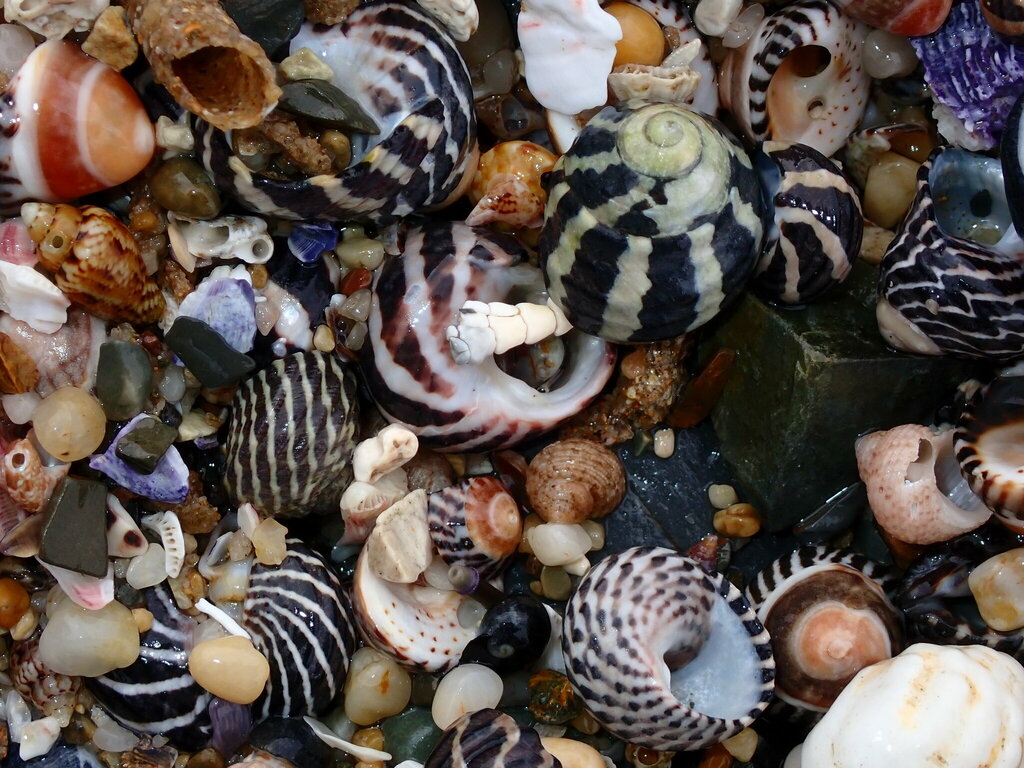 Zebra Top Snail from Barcoongere NSW 2460, Australia on July 4, 2023 at ...