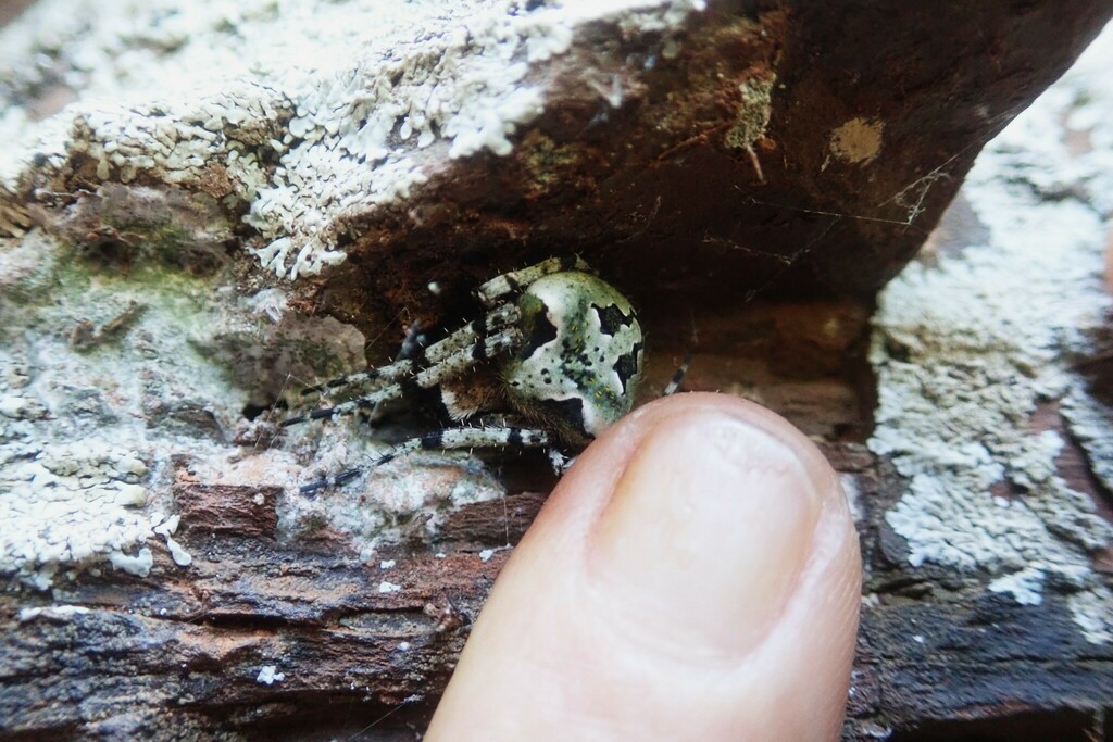 Spotted Orbweavers from Ehlanzeni District Municipality, South Africa ...