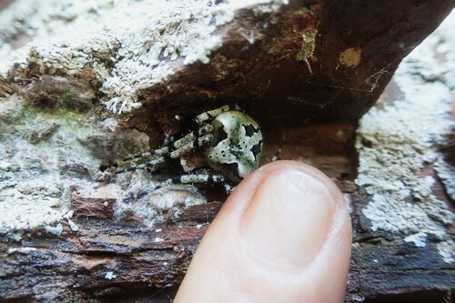 Observations by jimmy_whatmore · iNaturalist