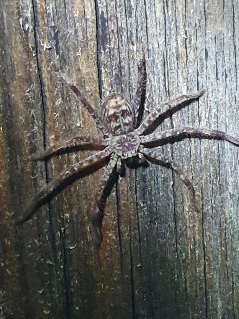 Eastern Banded Huntsman from Surat QLD 4417, Australia on July 4, 2023 ...