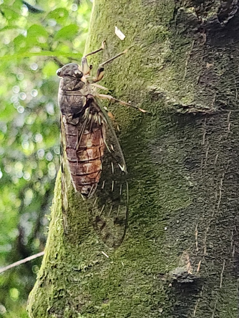 Pomponia yayeyamana from 台灣台北 on July 3, 2023 at 04:36 PM by 胡正恆 ...
