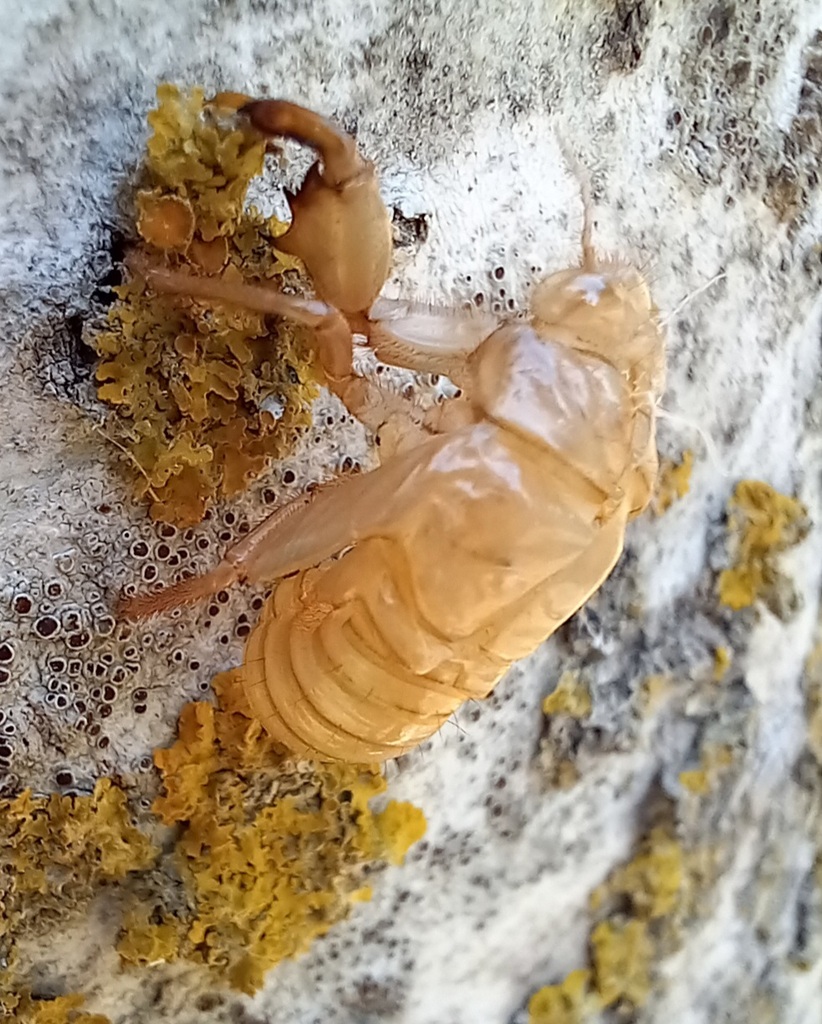 Ash Cicada from Escola Secundária José Gomes Ferreira on July 4, 2023 ...