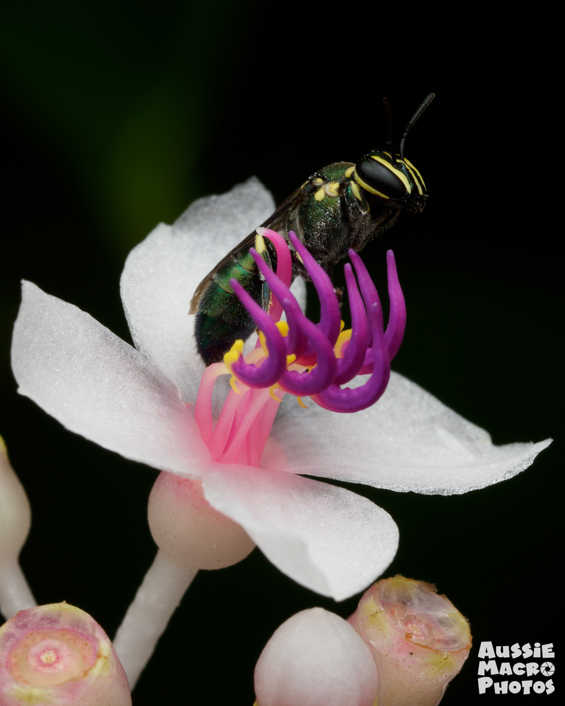 Disrupted Beautiful-Masked bee from Buggin in Cairns Botanic Gardens ...