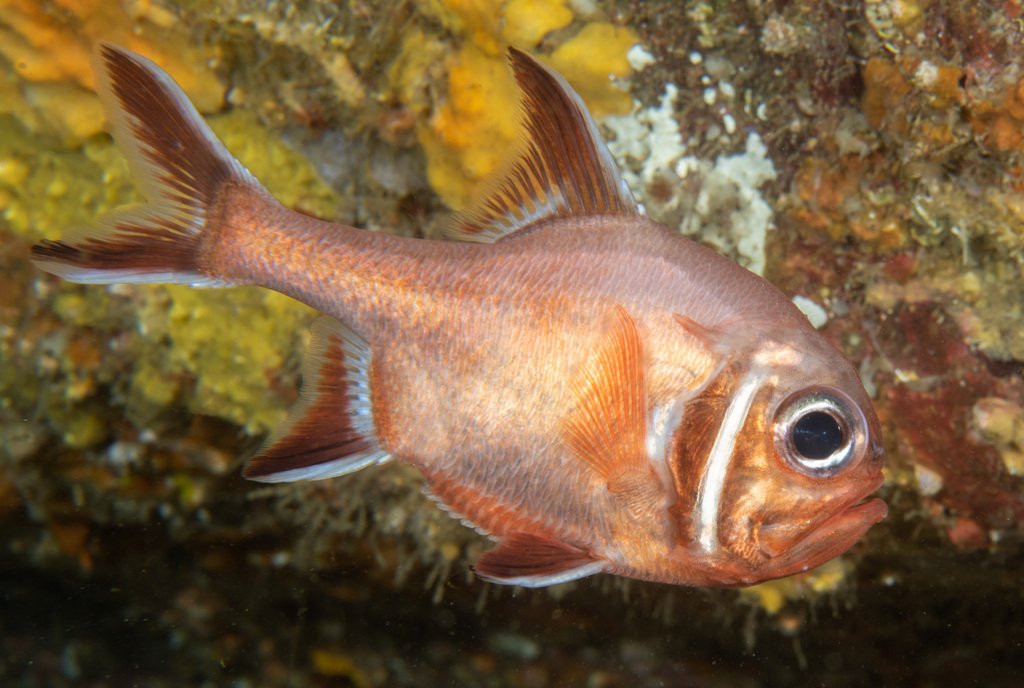 Southern Roughy from "Magic Point, Maroubra, New South Wales, Australia ...