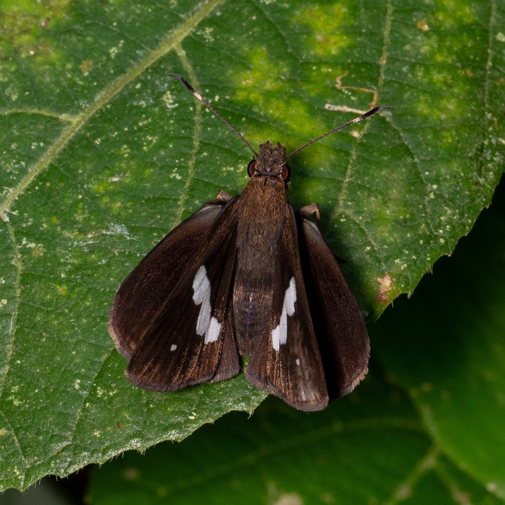 common banded demon from Mont Vert, Tai Wo, New Territories, HK on July ...