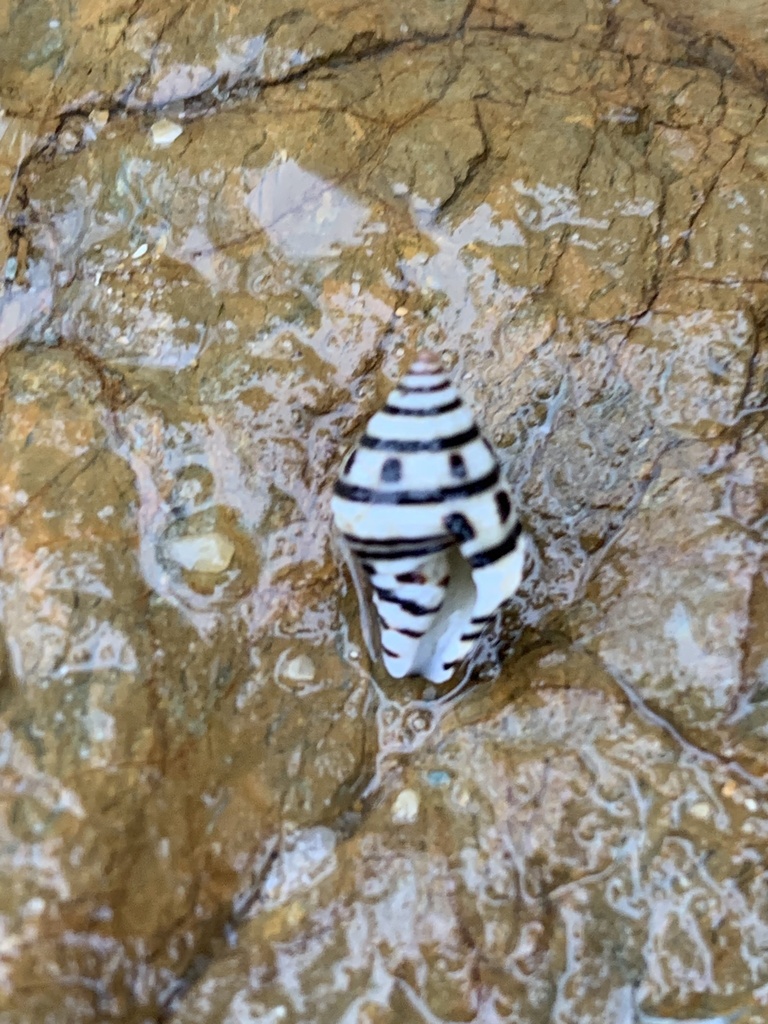 Engina lineata from Yuraygir National Park, Minnie Water, NSW, AU on ...