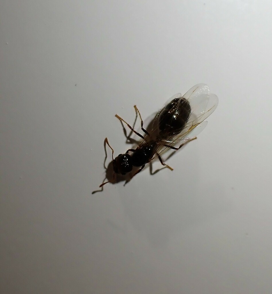 Tropical Fire Ant from Santa Cruz, EC-GA, EC on June 27, 2023 at 09:15 ...