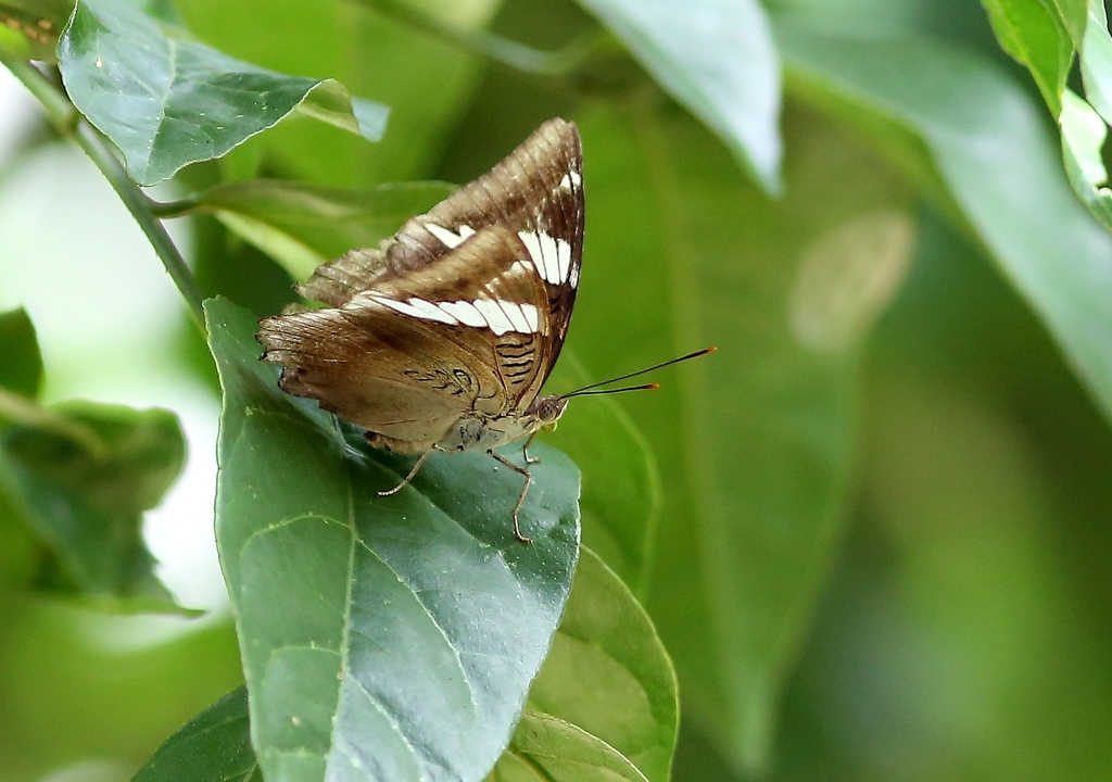 White-edged blue baron in July 2023 by Goofy Ko · iNaturalist