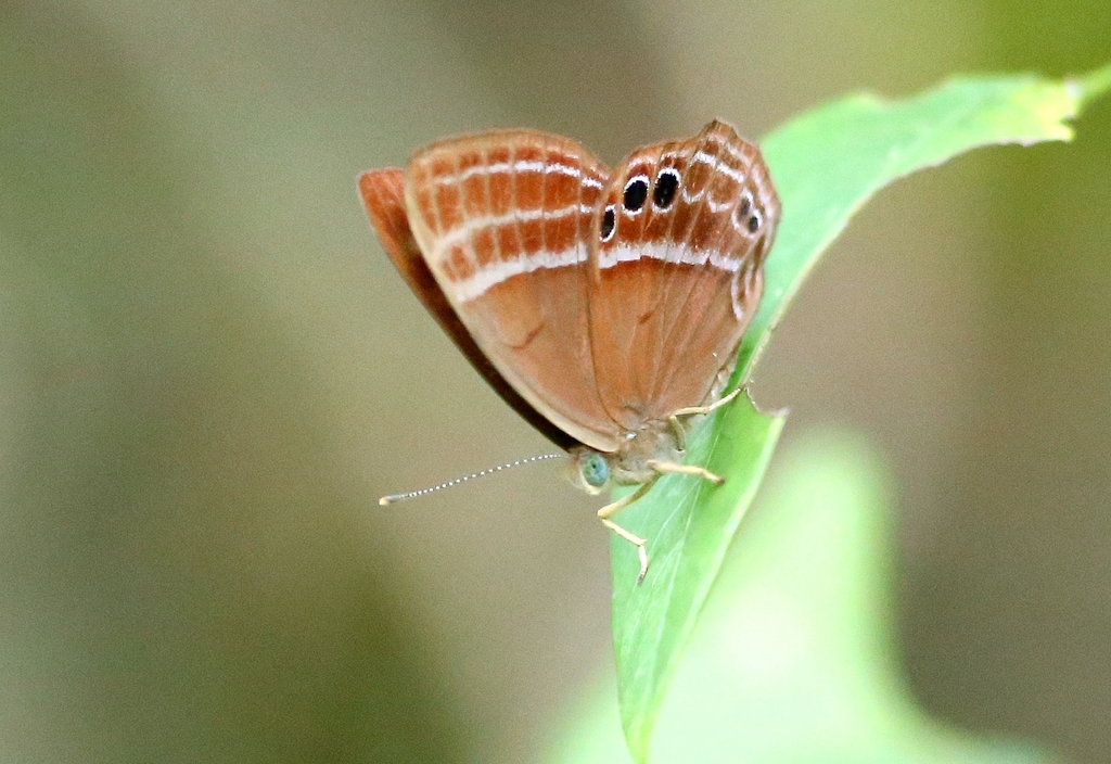 Plum Judy in July 2023 by Goofy Ko · iNaturalist