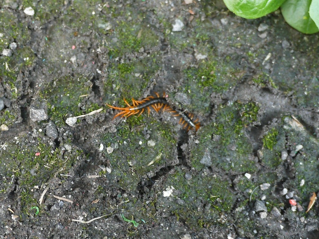 Scolopendra multidens from 新北市中和區 on July 4, 2023 at 03:14 PM by ...