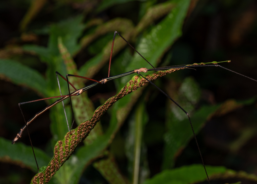 Ramulus caii from Fung Yuen, Tai Wo, New Territories, HK on July 4 ...