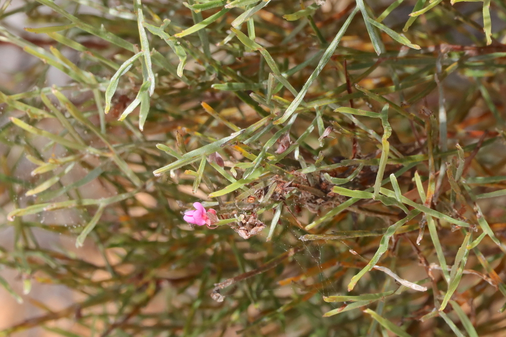Jacksonia thesioides from Hope Vale QLD 4895, Australia on June 27 ...