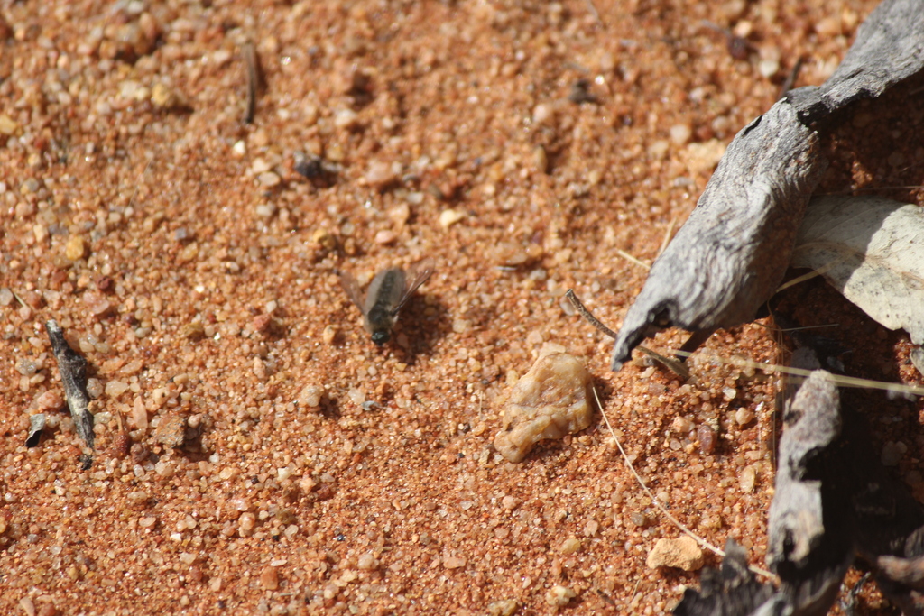 Bee Flies from Ayers Range South SA 0872, Australia on July 3, 2023 at ...