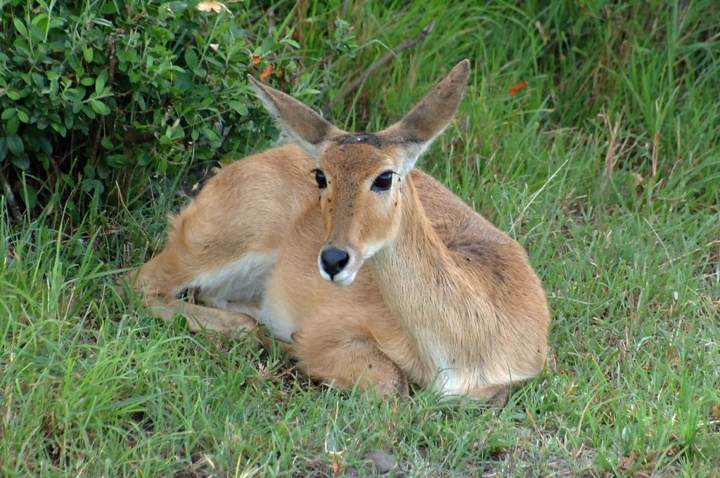 Bohor Reedbuck (Redunca redunca) - Know Your Mammals