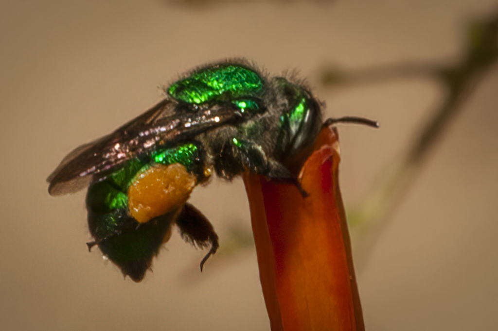 Dilemma Orchid Bee from Green Cay Nature Center and Wetlands, Palm ...