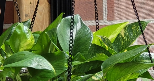 Observations by peamela · iNaturalist