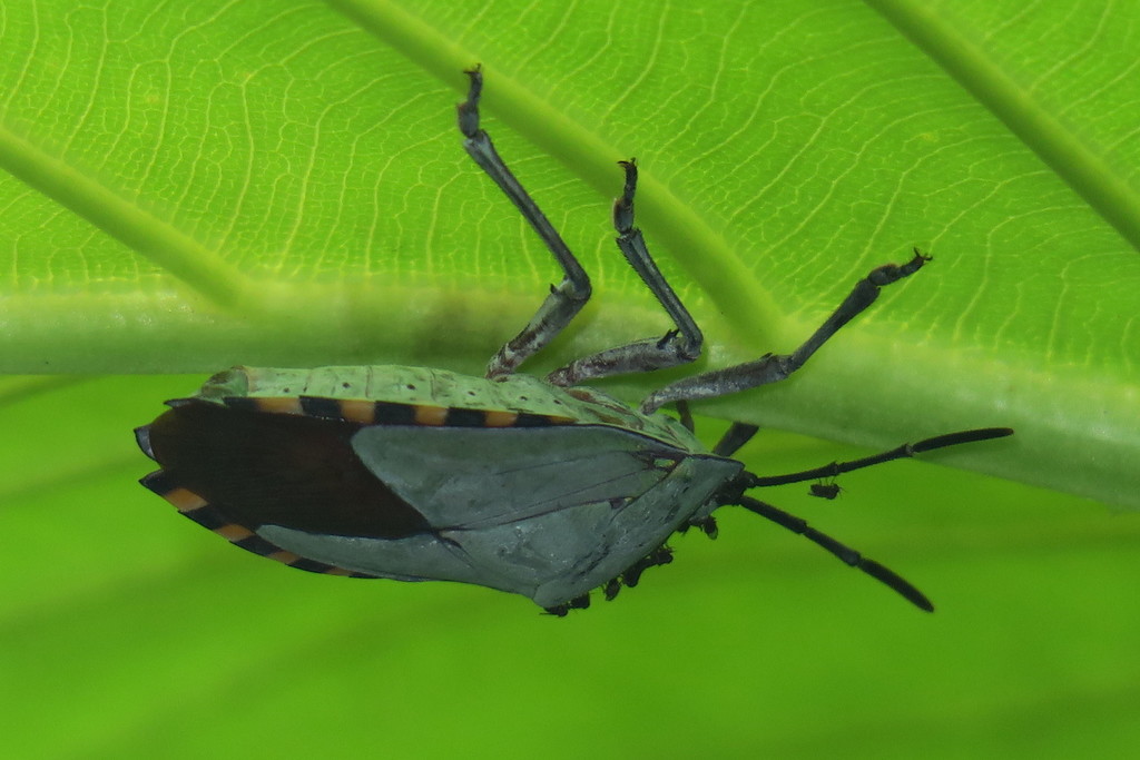 Forcipomyiinae from Bukit Merah, Singapore on December 29, 2018 at 11: ...