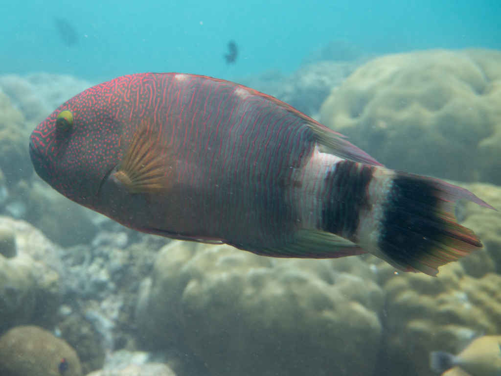 Tripletail Maori Wrasse from Anantara Kihavah-huravalhi, house reef ...