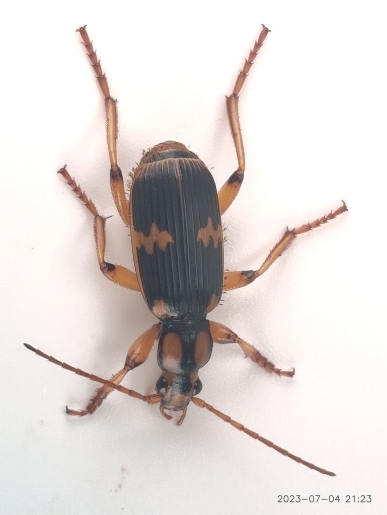 Pheropsophus javanus from 湖南省长沙市岳麓区中联重科麓谷工业园-东1门 on July 4, 2023 at 09: ...
