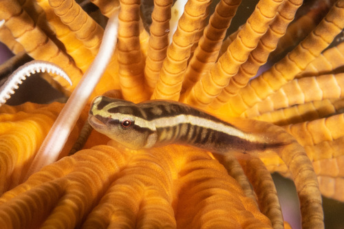 Crinoid Clingfish (Discotrema crinophilum) · iNaturalist