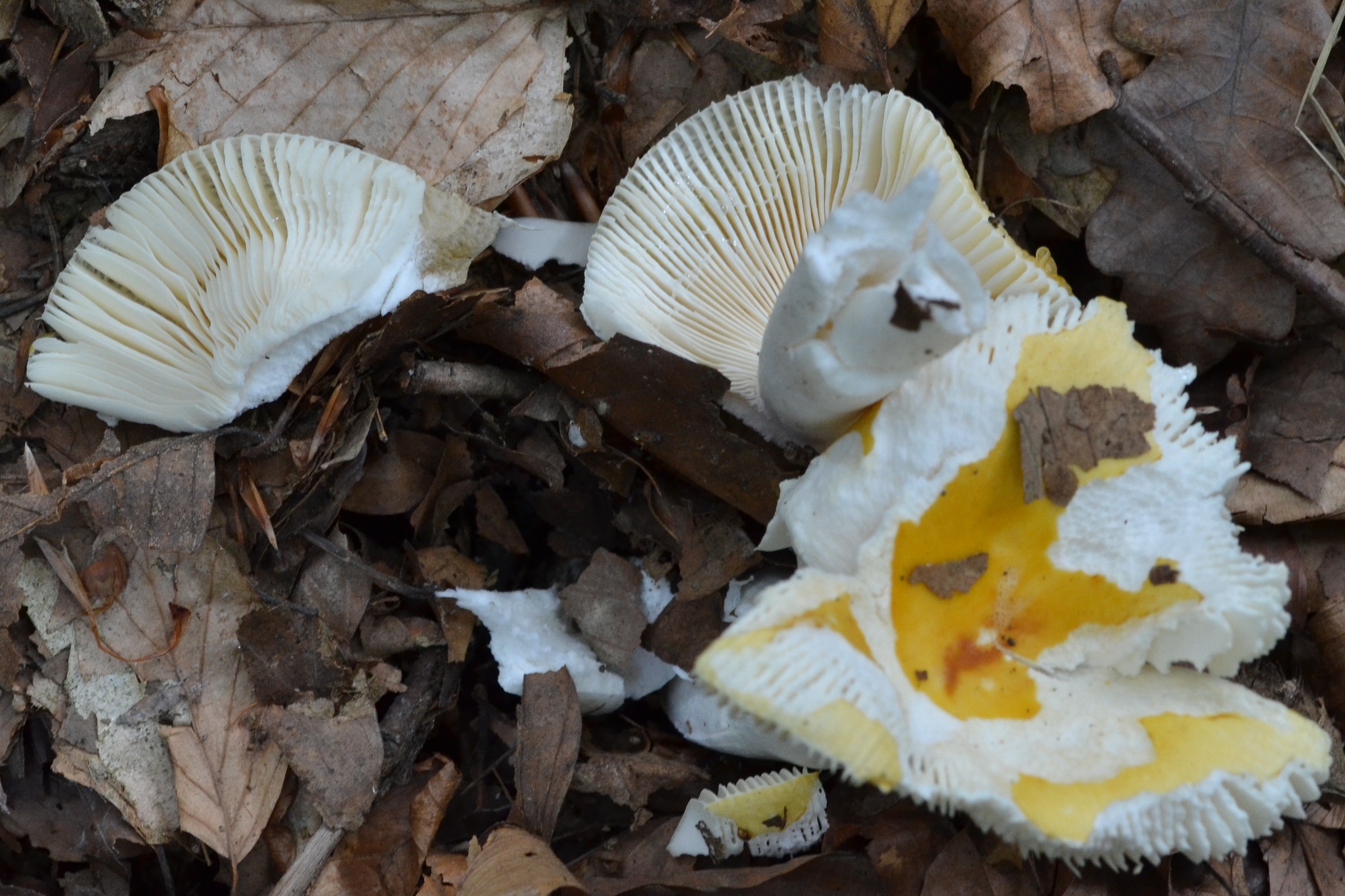 Russula solaris - Sonnentäubling