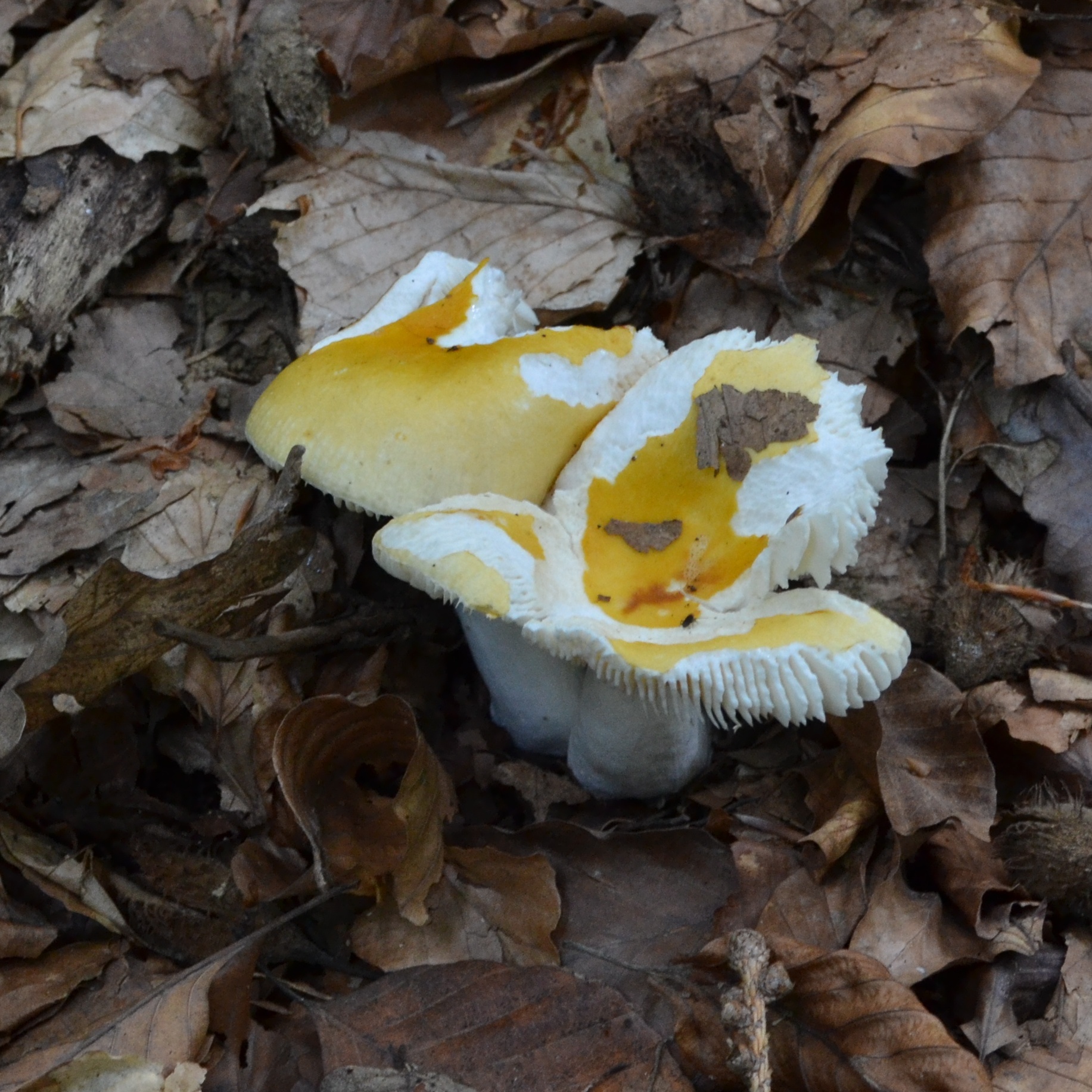 Russula solaris - Sonnentäubling