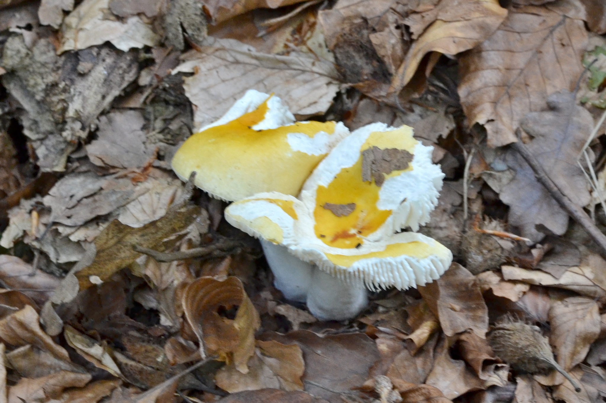Russula solaris - Sonnentäubling