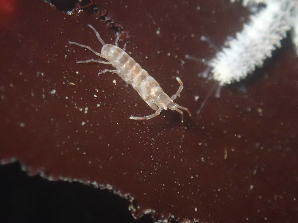 Ischyroceridae from San Mateo County, CA, USA on July 3, 2023 at 05:41 ...