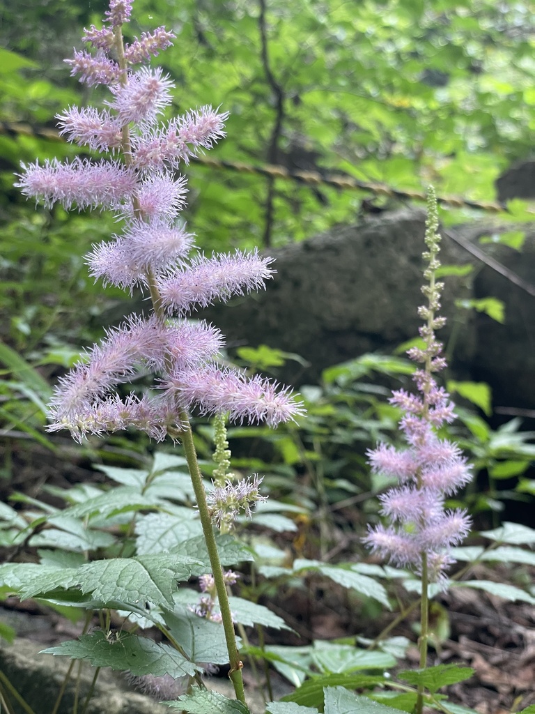Tall False-buck's-beard from Mandeok-dong, Busan, Busan, KR on July 4 ...