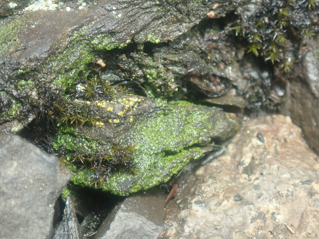 green algae from Florida, MA, USA on July 3, 2023 at 11:35 AM by Lynn ...