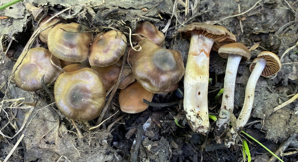 Cortinarius atrocaeruleus from Humboldt-Toiyabe National Forest, Deeth ...