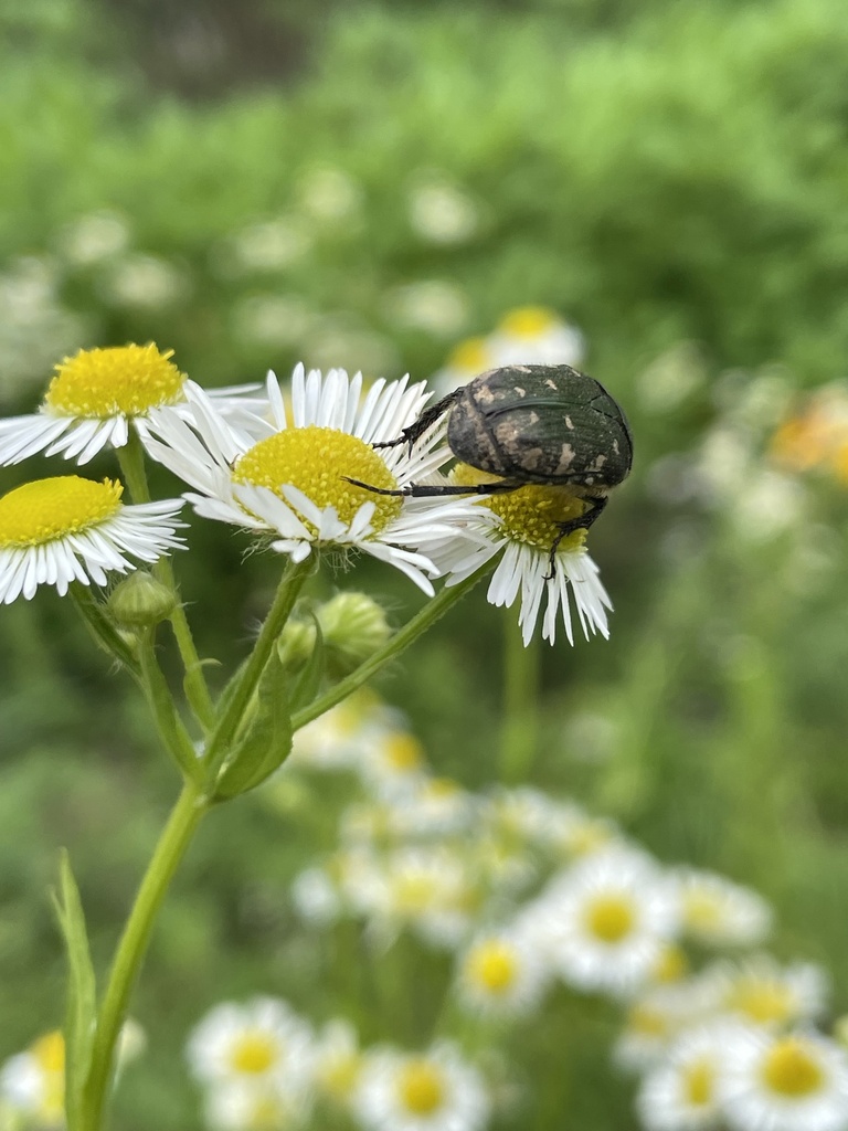Blue Flower Chafer from Mandeok-dong, Busan, Busan, KR on July 4, 2023 ...
