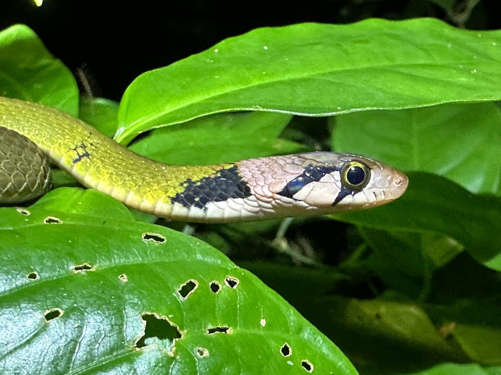 Banded Keelback from Khao Sok National Park, Phanom, Surat Thani, TH on ...