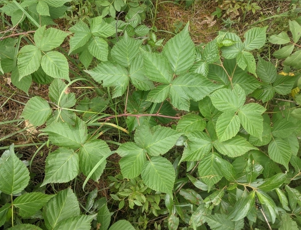 Iron River Dewberry (Rubus of Minnesota) · iNaturalist