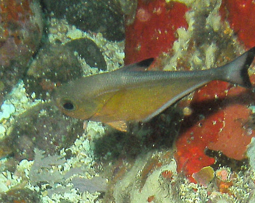 Vanikoro Sweeper (Pempheris vanicolensis) - Marine Life Identification