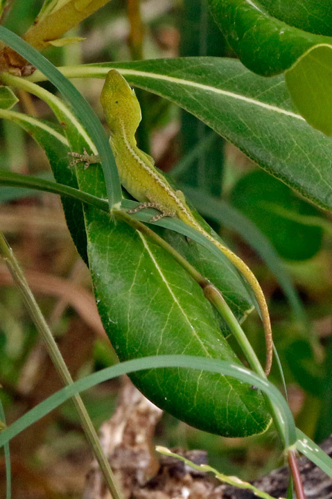 Green Anole from Hills of Hays, San Marcos, TX 78666, USA on July 3 ...