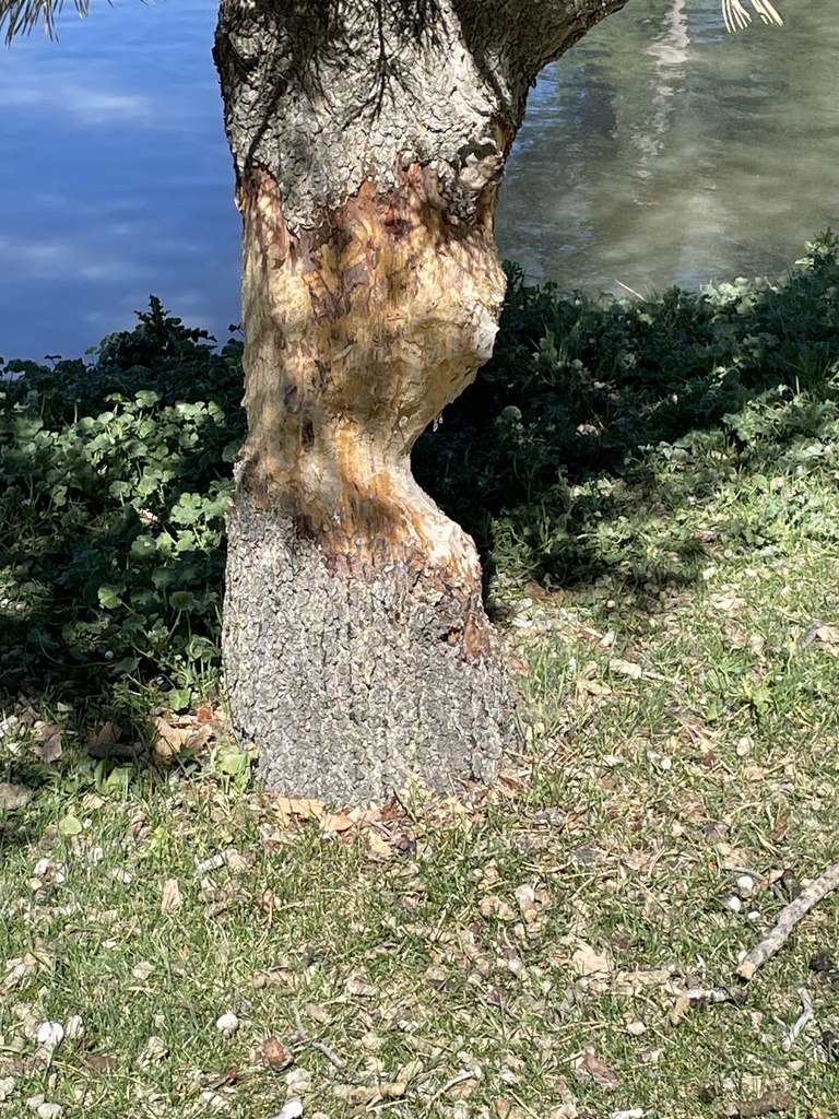 American Beaver from Riverbottom Park, Montrose, CO, US on June 27 ...