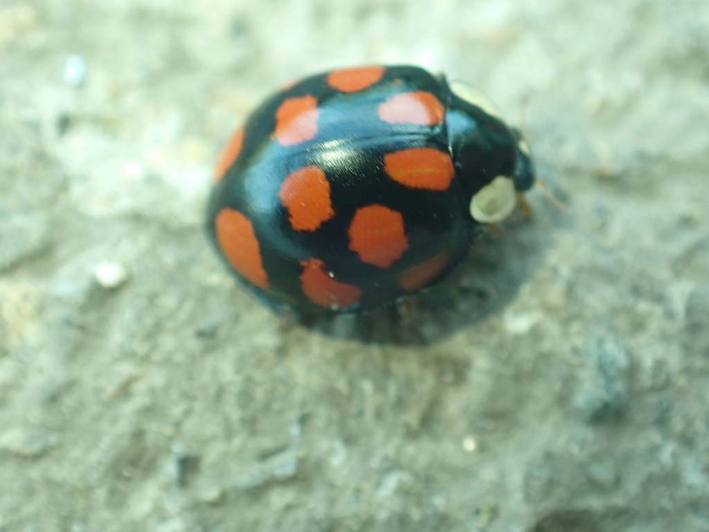 Ladybug ate my flesh? Washington state, USA : r/insects
