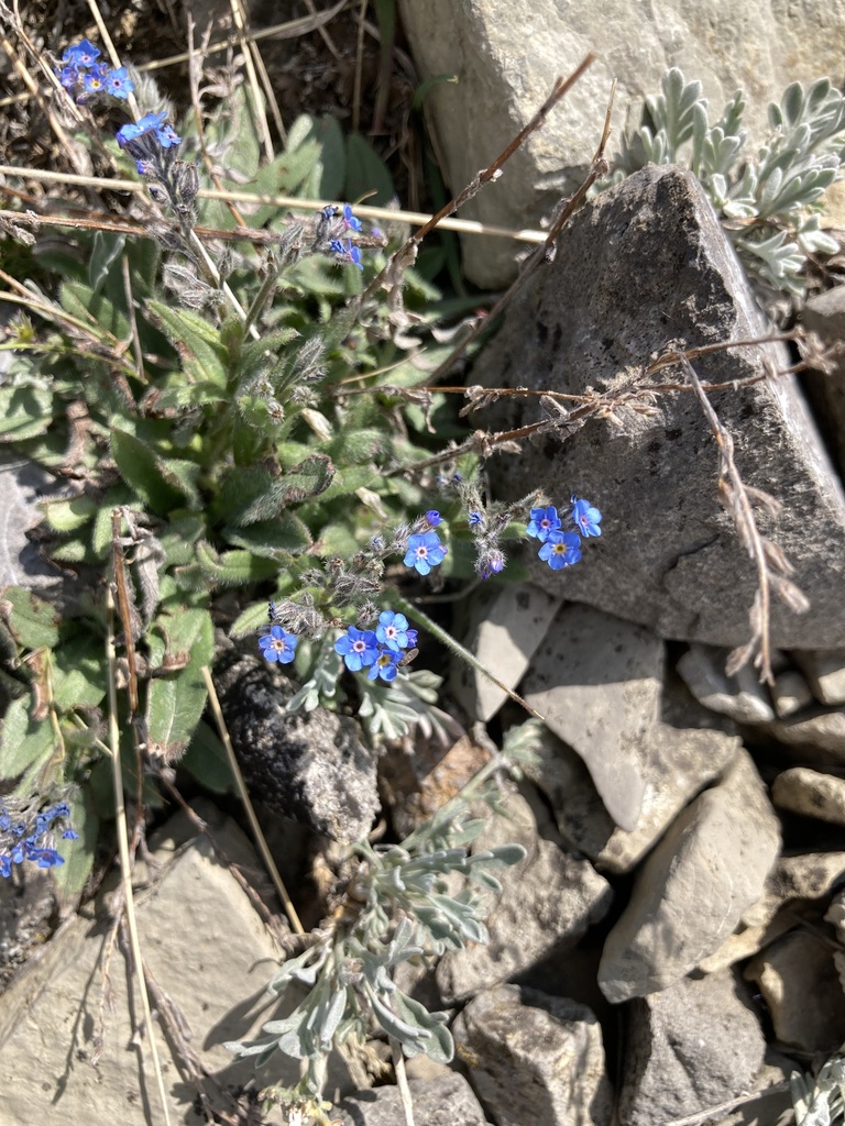 mountain forget-me-not from Kananaskis, AB T0L, Canada on July 3, 2023 ...