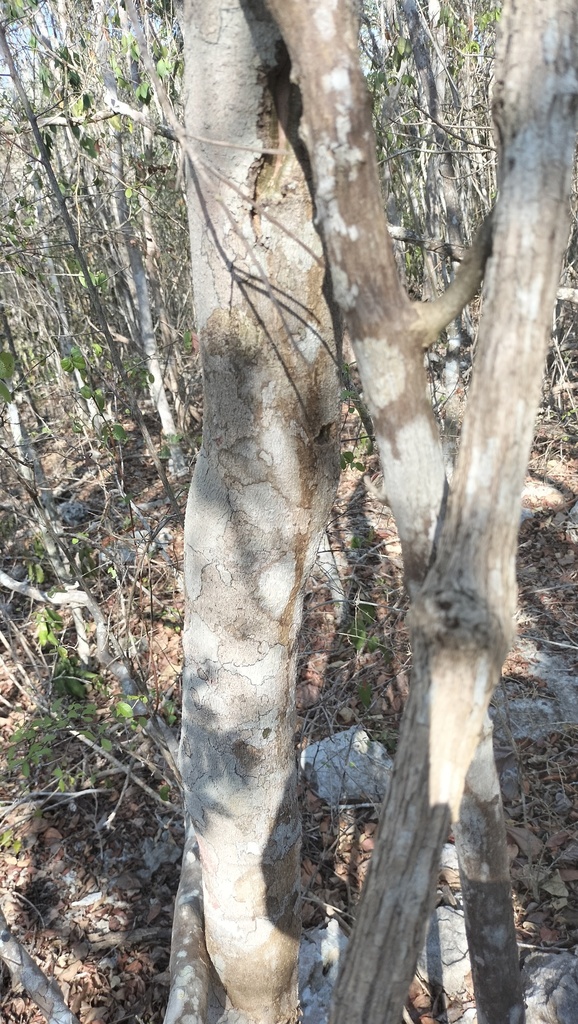 Neea choriophylla in May 2023 by Brenda Gómez · iNaturalist